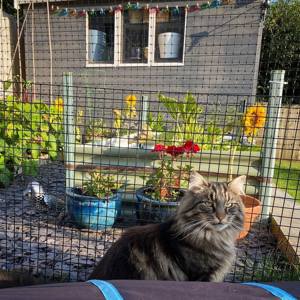 Cat Fencing For Norwegian Forest Cats & ProtectaPet
