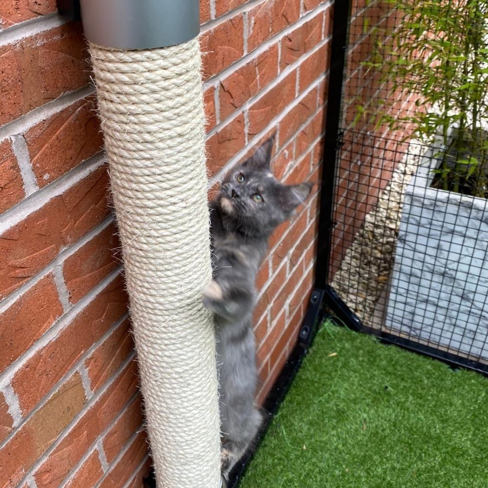 Verbeter de omgeving van uw binnenkat in 5 stappen | BeschermaPet ...