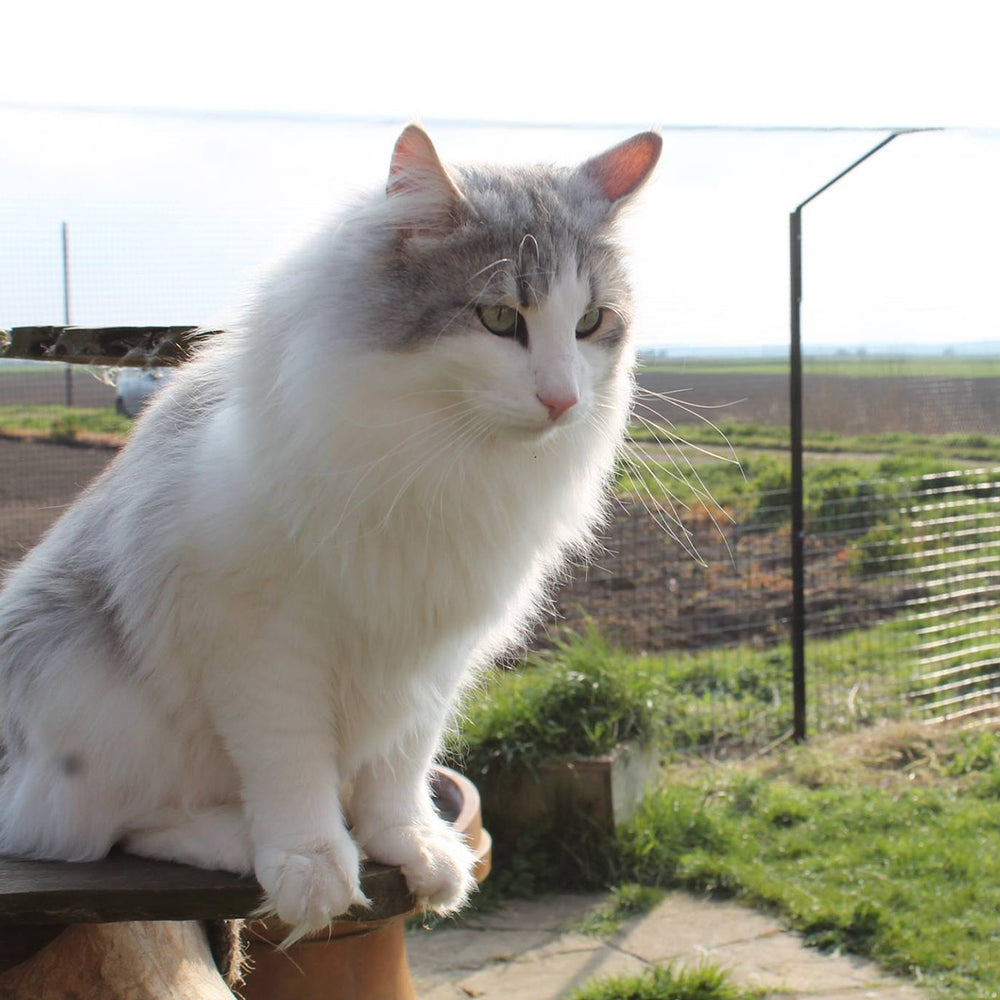 Air Rifle Attacks on Cats on the Rise & ProtectaPet