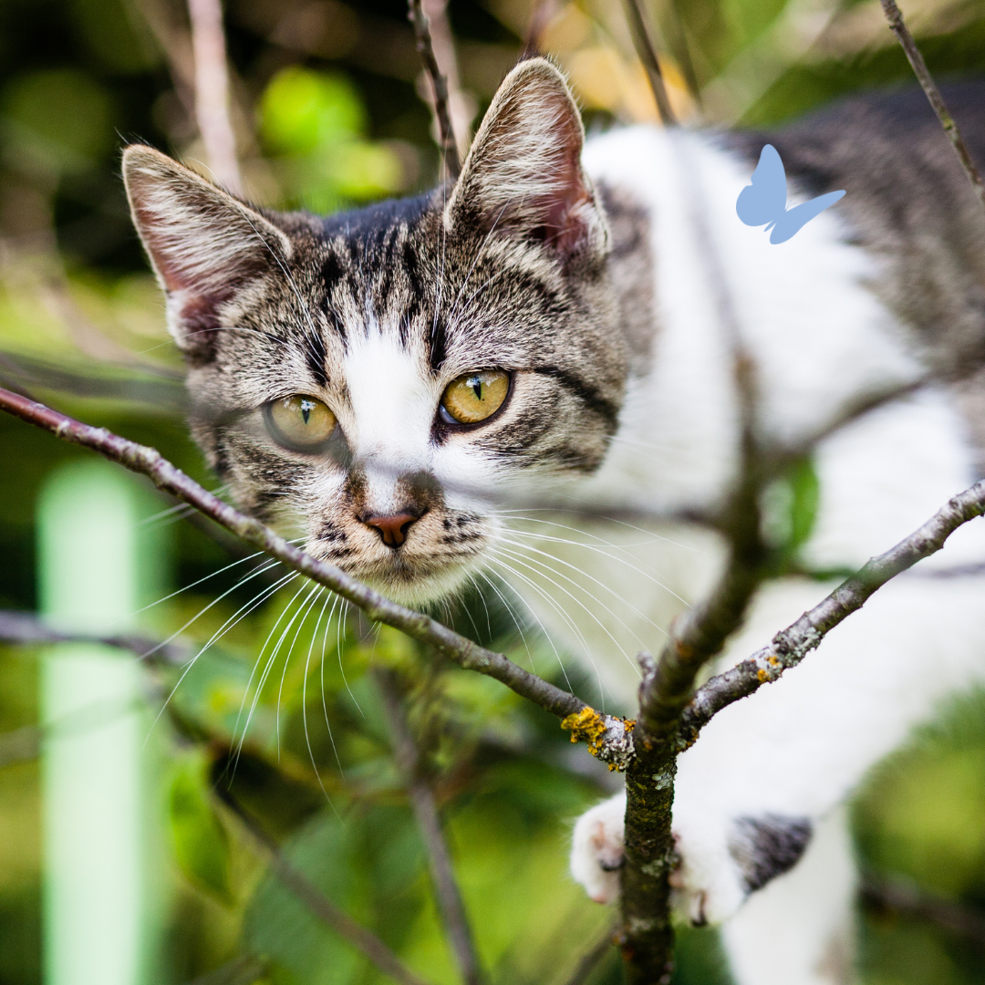 Protecting Wildlife and Giving Cats Safe Outdoor Freedom: Why Cat Cont ...