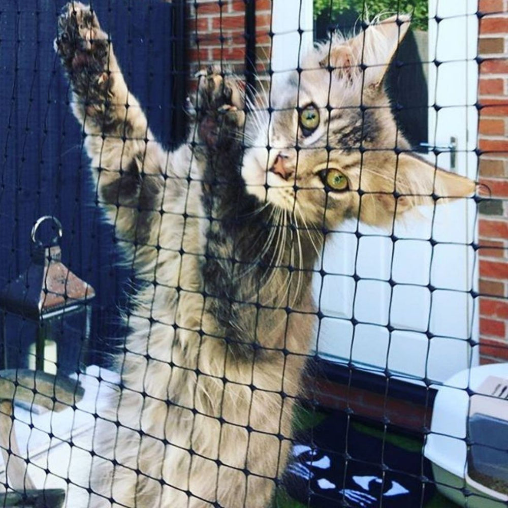 Oppassen voor onverwachte kittens & ProtectaPet