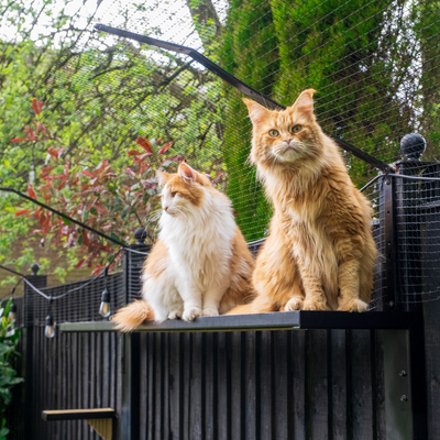 Cat Fencing, Cat Enclosures, Catios, Cat Runs, Cat Fence | ProtectaPet
