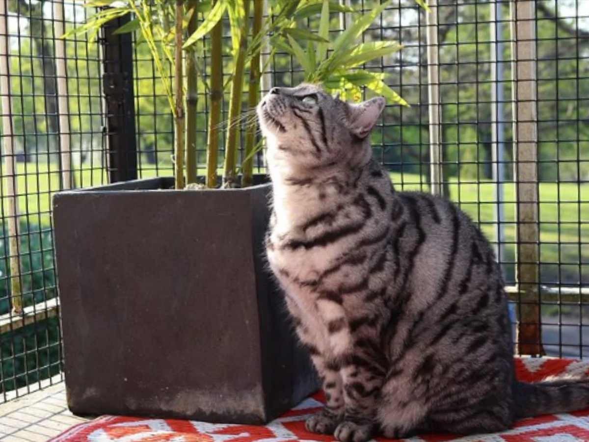 Cat Run and Outdoor Cat Runs for Garden | ProtectaPet